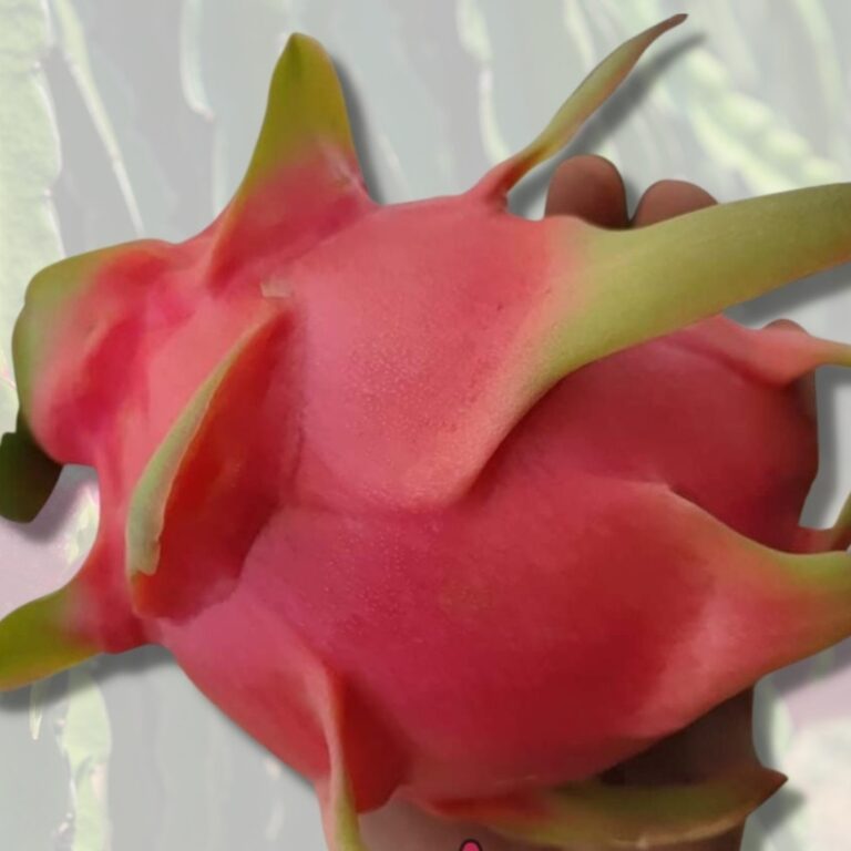 Caja con 1,5 kg de Pitaya Blanca - Pitayas Alandalus
