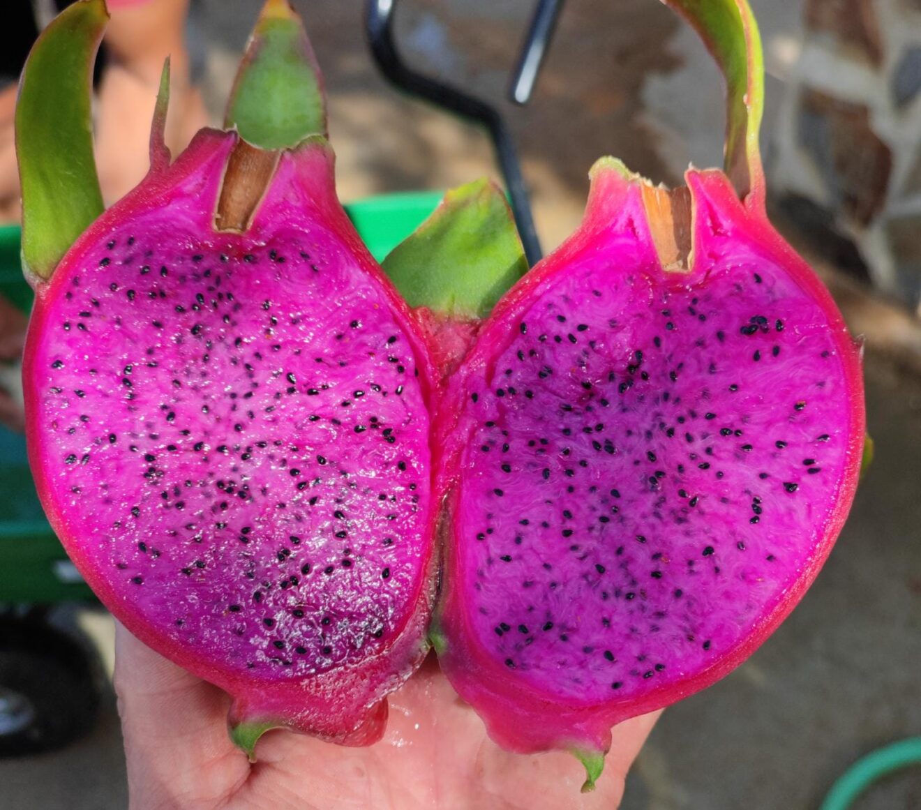 Pitayas Al-Andalus - Venta de esquejes y fruta de la Pitaya